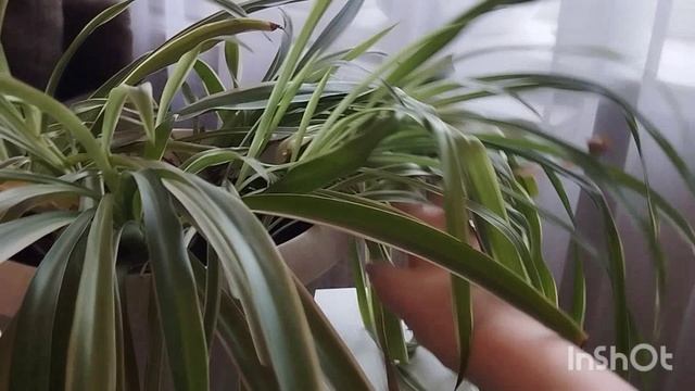 ХЛОРОФИТУМ. ЖЁЛТЫЕ ЛИСТЬЯ.