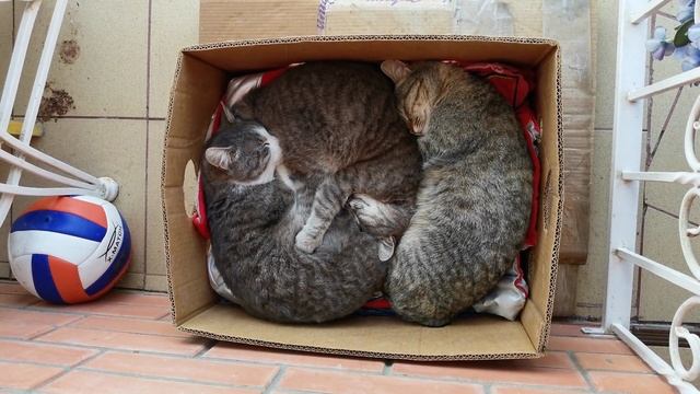 Кошки спят в коробке. Спящие коты