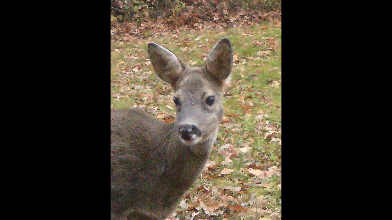 Косуля рогач