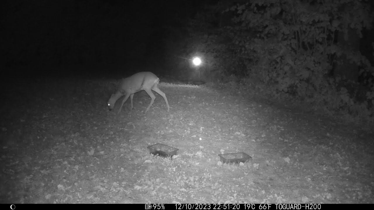 Косуля и звезда  во лбу
