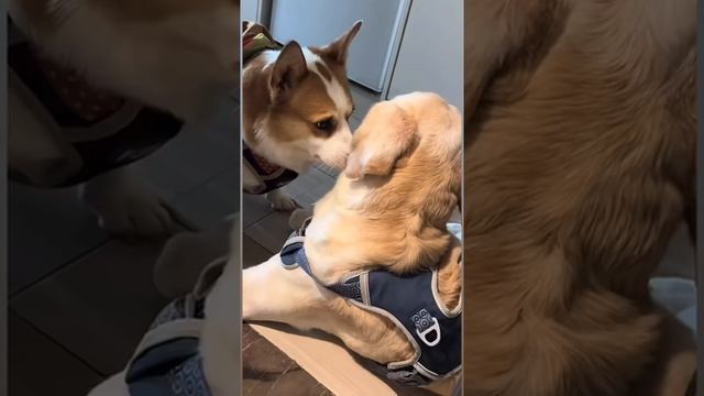 Сборник забавных и смешных видео о домашних животных – Эпизод 1