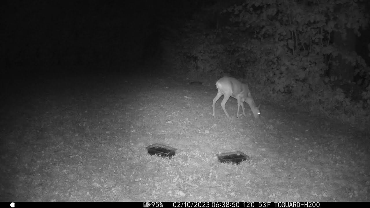 косуля ночью