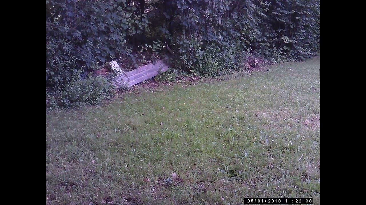 Дикие кабанчики, но не в лесу...3ч.