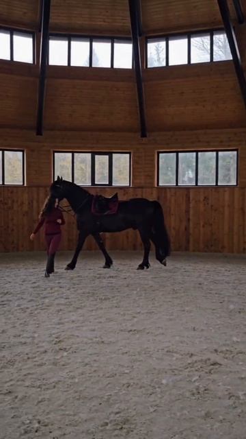 Почему лошадь идет за лидером?