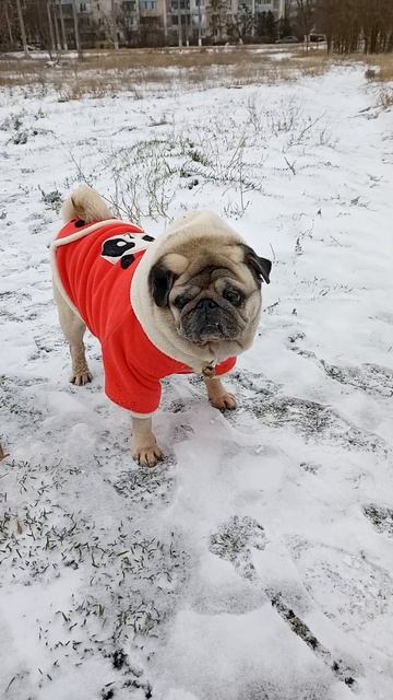 Пробуем свежий снег на вкус 😄😄😄