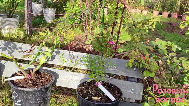 Последняя посылка из Русрозы