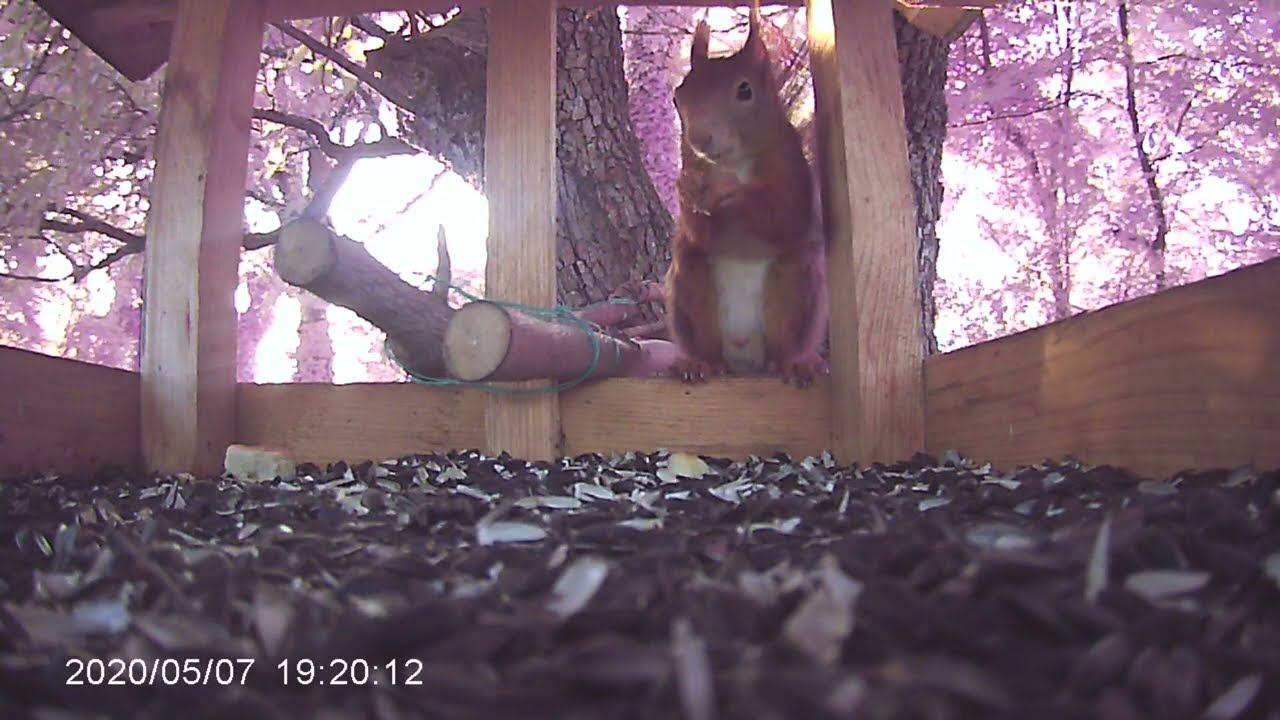 Белка в кормушке, 3 часть.