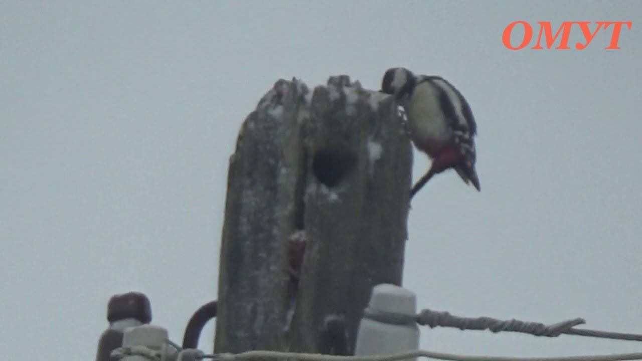 220.ДЯТЕЛ ДЕНЬ ТРЕТИЙ...