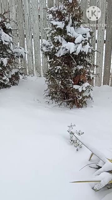 Крым замело снегом. # Shorts