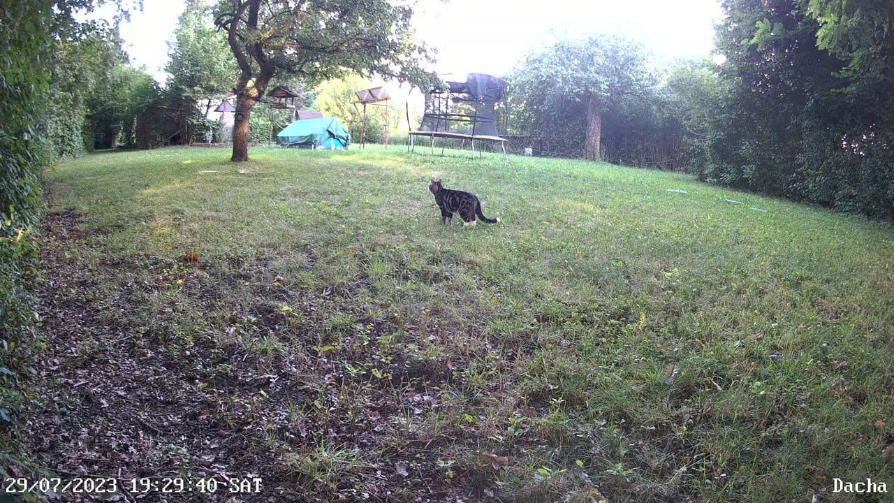 кот в раздумье