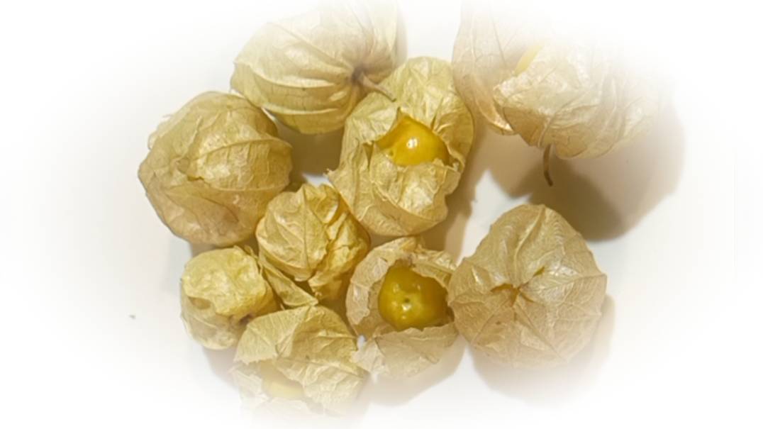 Физалис перуанский сорт -  Beas Ducke, выращивание на даче, 2024.