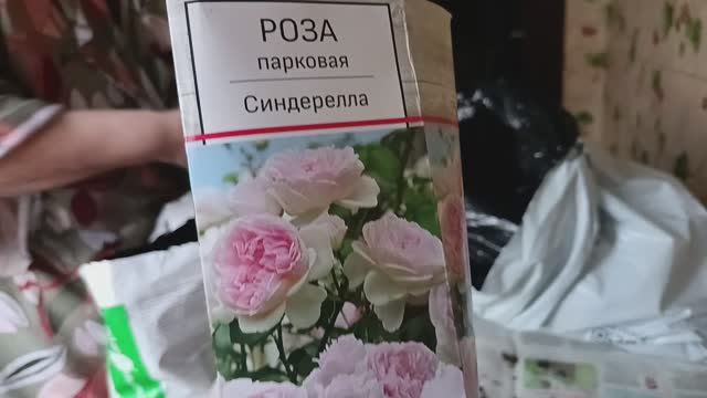 Распаковка розы парковой из Леруа Мерлен, роза Синдерелла из Лемана Про