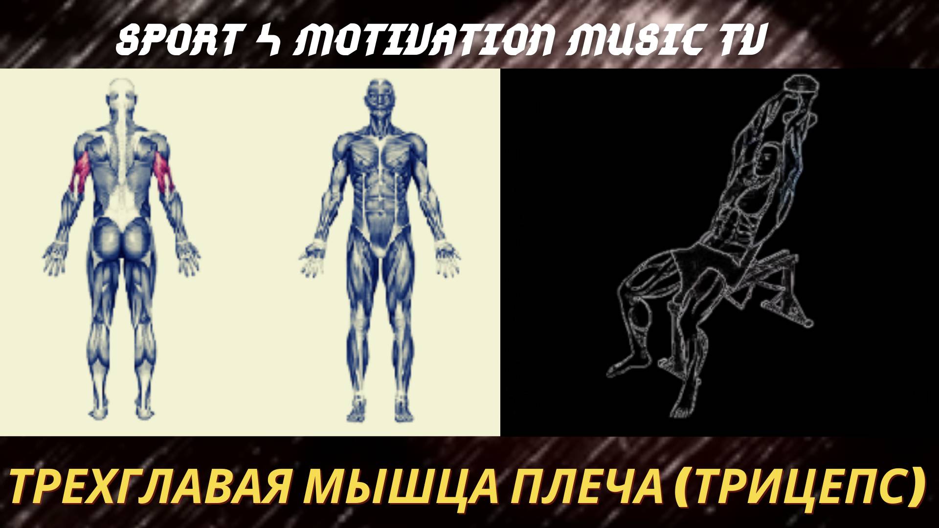 Французский жим сидя. Как накачать трицепс