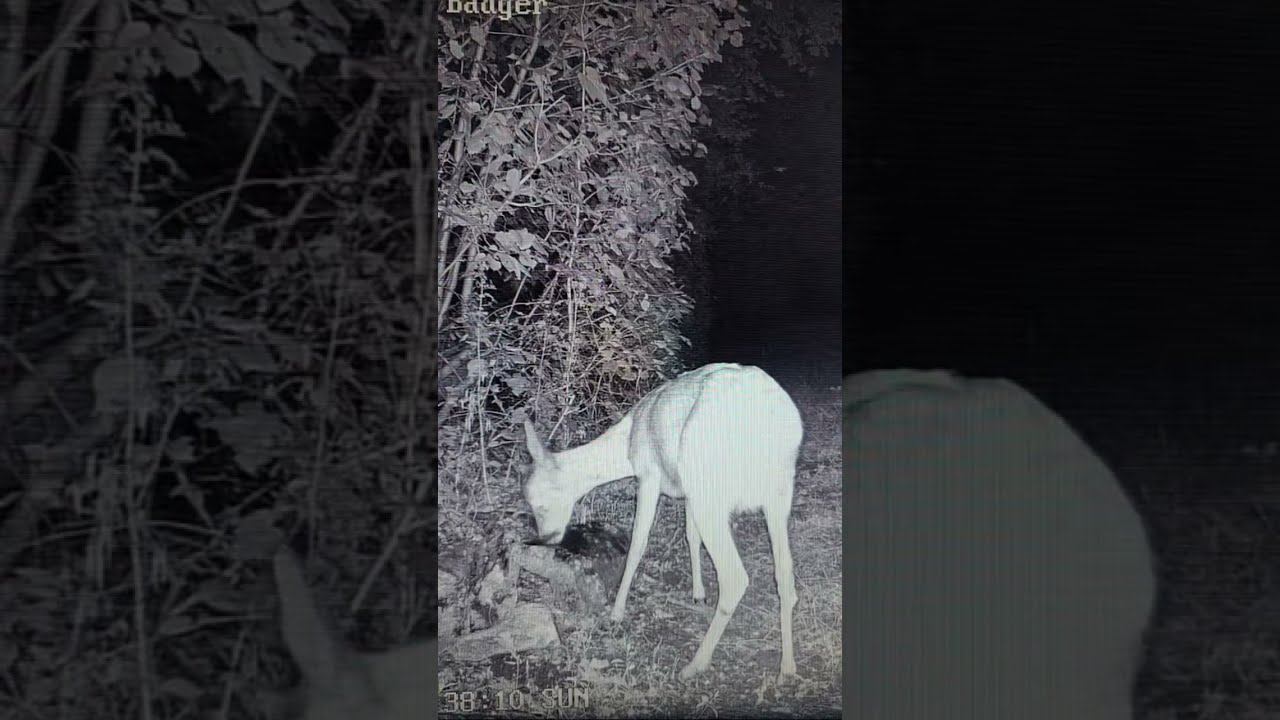 Fox-Marten and Badger... в прямом эфире!