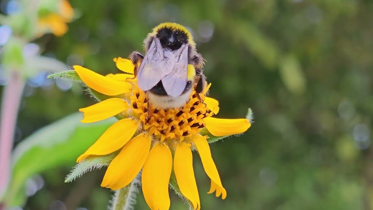 Шмель осенью Bumblebee in autumn.