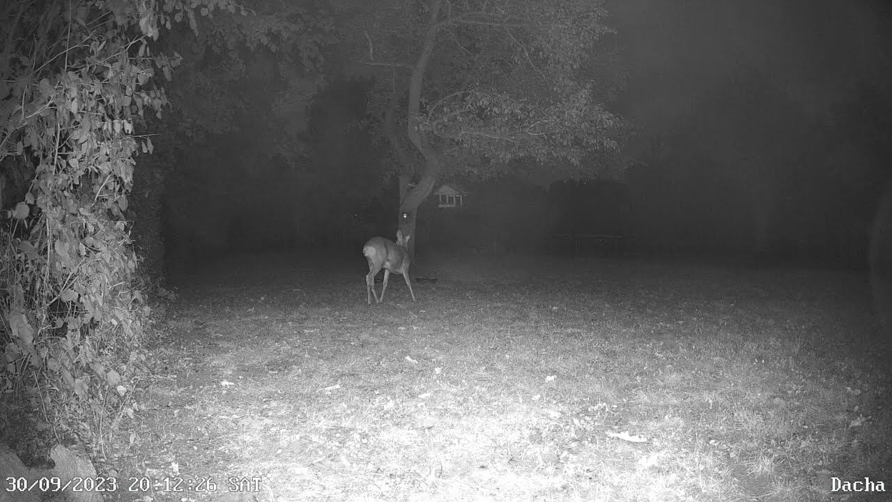 Косуля в свете прожектора