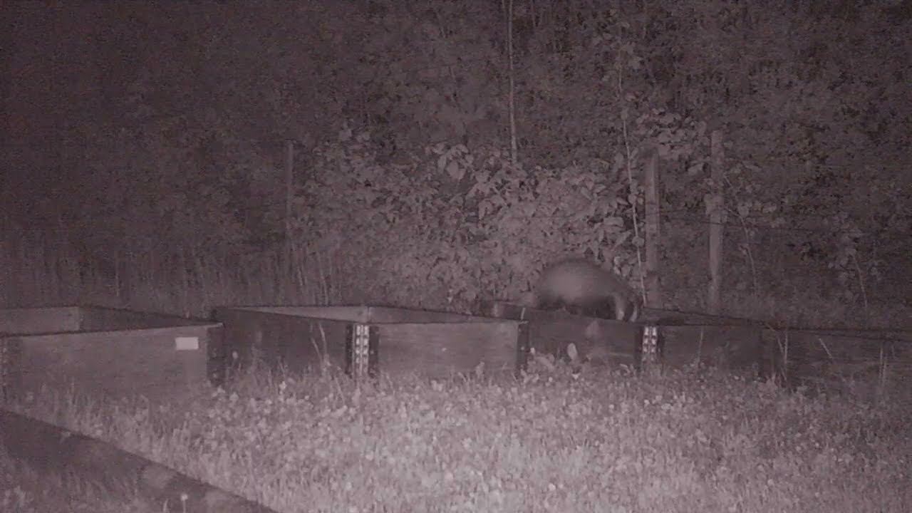 Барсук на огороде