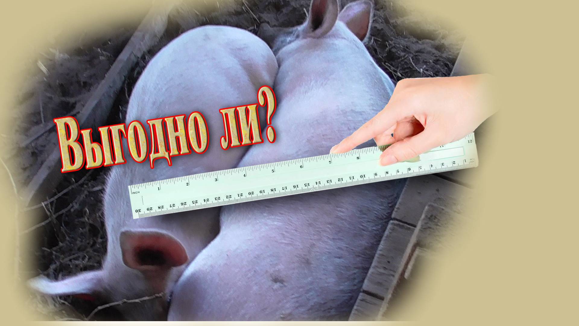 Прибыль от свиней. Отправили кабана на котлеты.