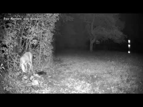 ночь,Она и летающий монстр...