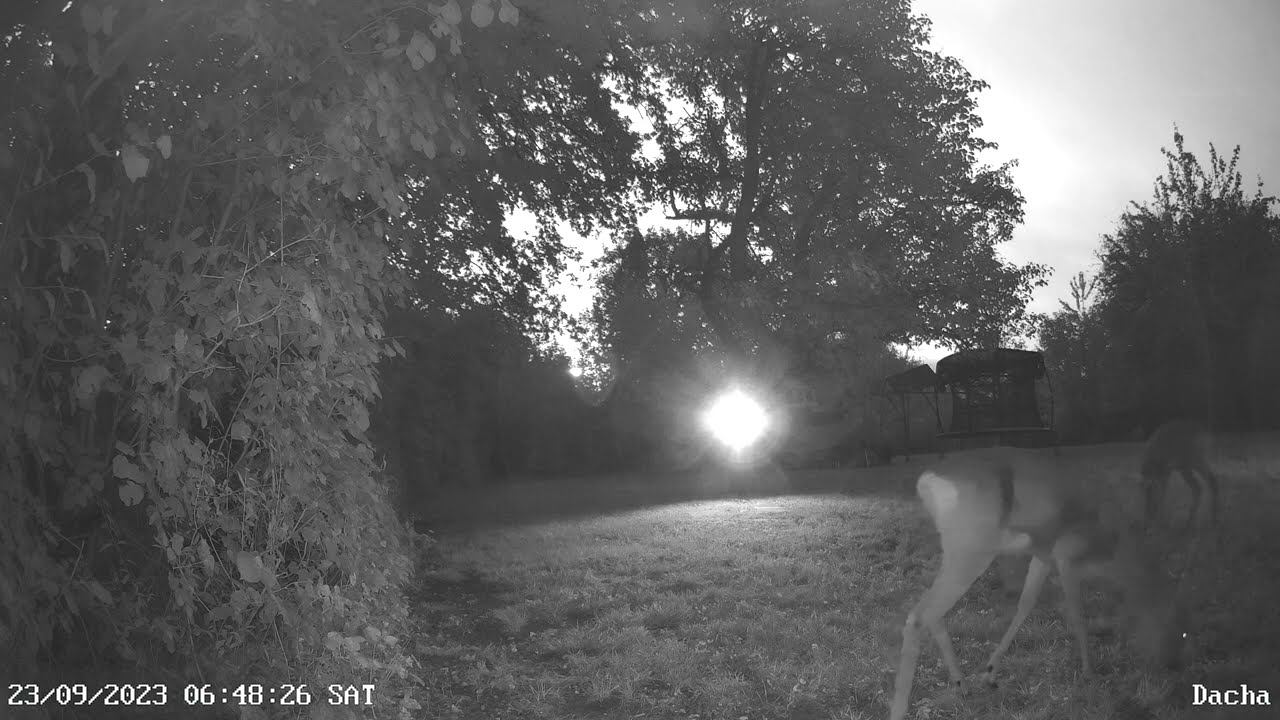 Косули на рассвете