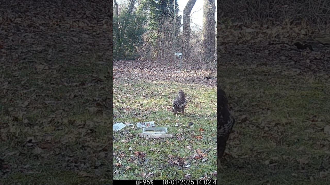 Нападение на ворон,орёл #wildlife #nature #deer #trailcamfootage #дикаяприрода #trailcamer #animals