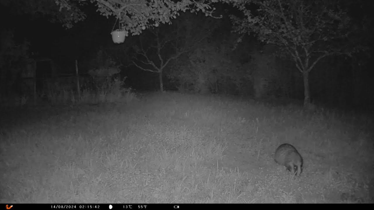 Ночь, барсук,находки...