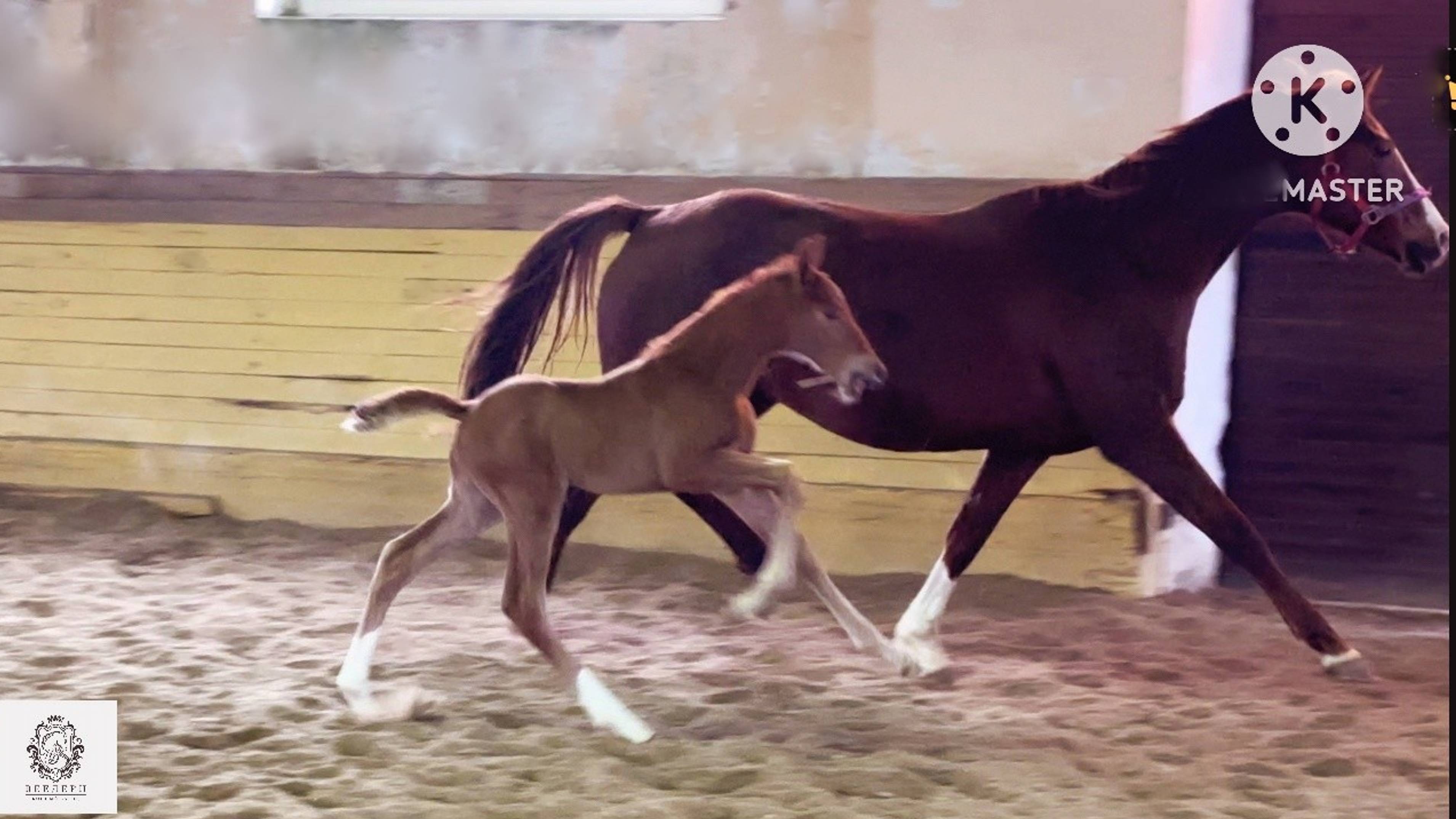 НЕ В ПРОДАЖЕ. Кобылка ДЕ ПЬЯНТИ WD, 2025.  #жеребятаотMrDeNiro  (Mr.De Niro - Паванна - Пэтриот)