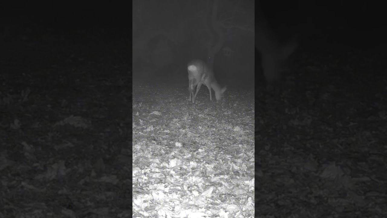 Ночь,  упал туман #nature #дикаяприрода #trailcamfootage #wildlife #bucks #trailcamera  #trailcam