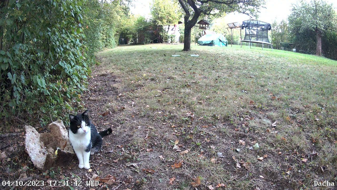 котик пришёл