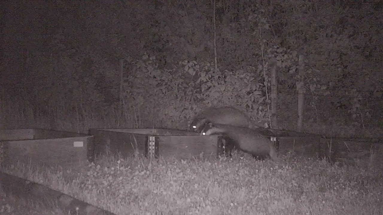 Барсуки на грядках