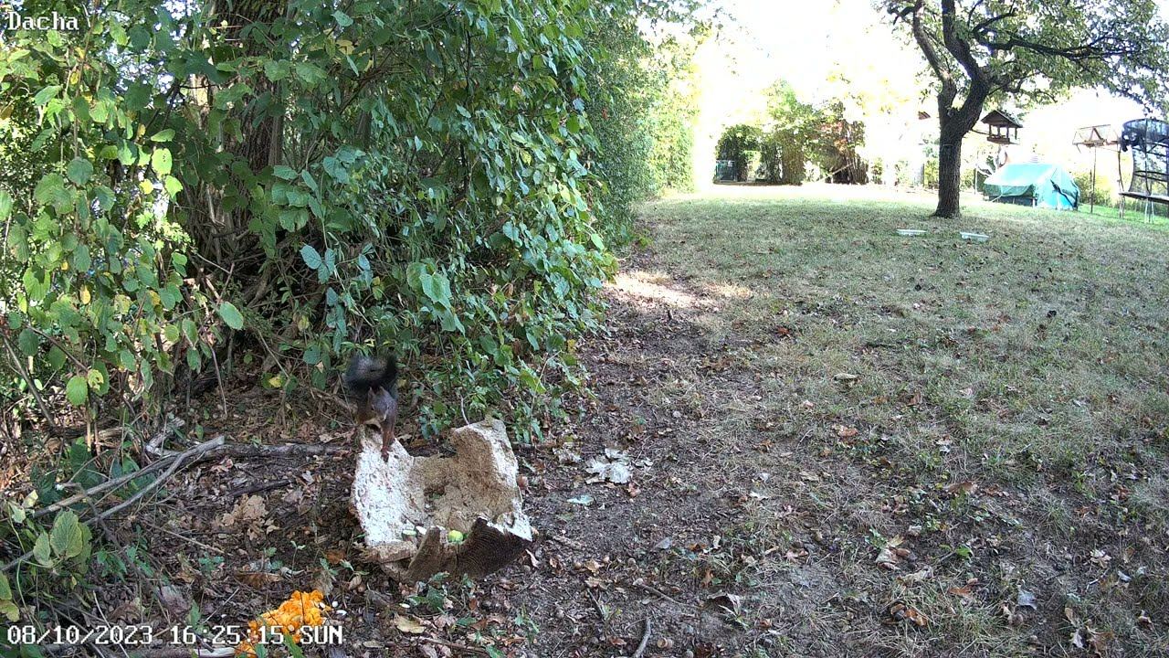 Белочка на пеньке