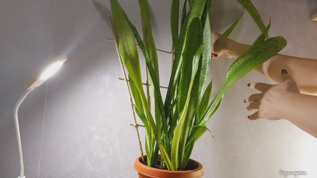 Очень просто сделала опору для комнатных растений. Берите на заметку.