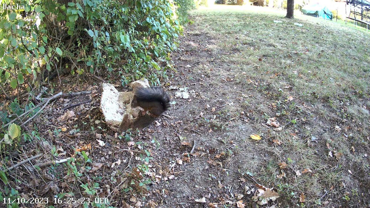 Белка и вкусный пенёк