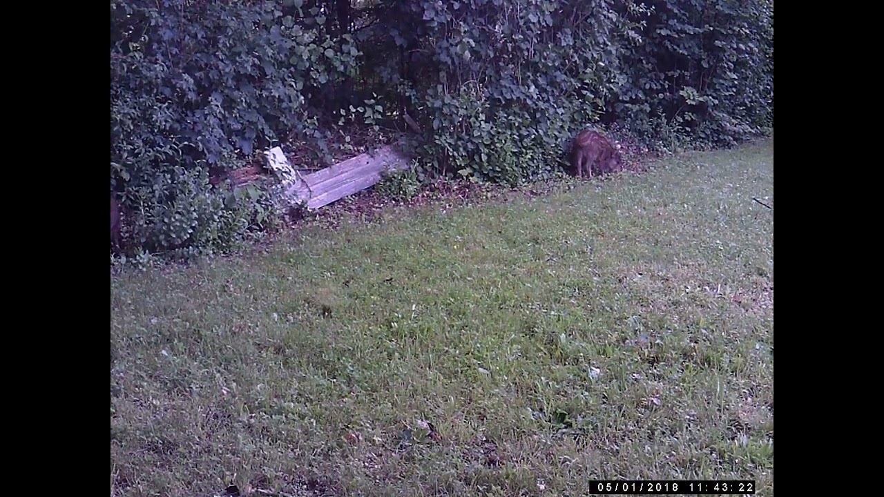 Дикие кабанчикино не в лесу...10ч.