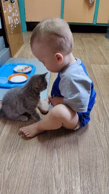 Поцелуй котёнка Видео для детей Видео про котят