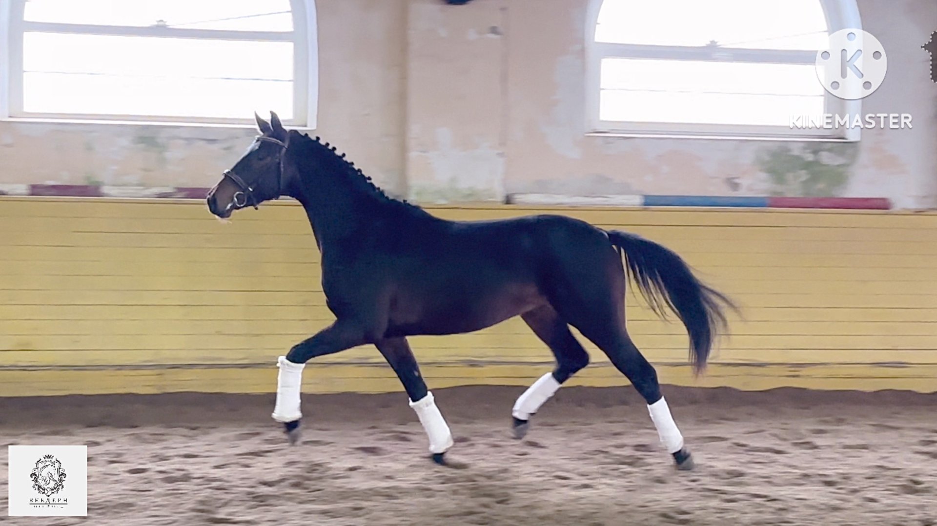 Жеребец 2022 г.р.  #жеребятаотHochmeister