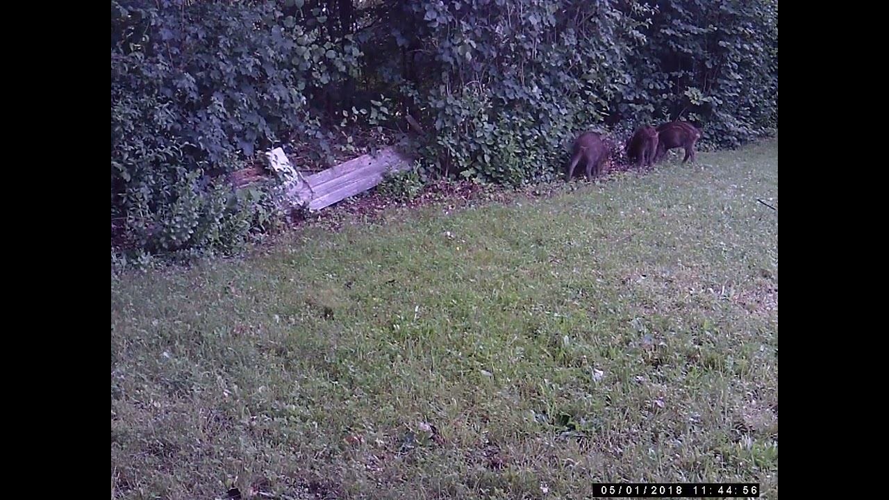 Дикие кабанчикино не в лесу...11ч.