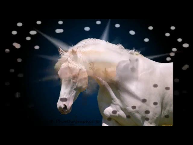 "Белый конь". Муз. Б. Зиганшин, сл. Яна Мансурова.