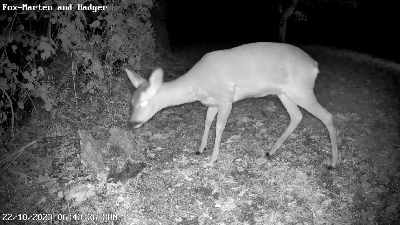 Косули из ниоткуда  Roe deer from nowhere...