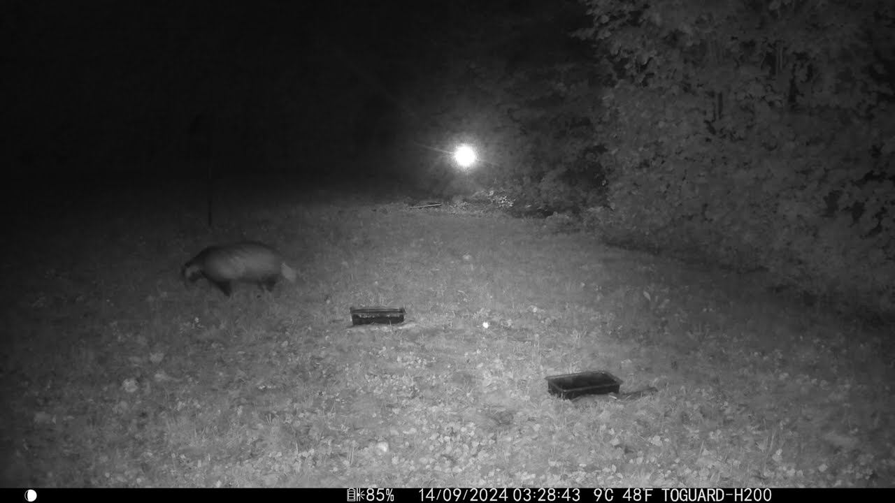 Барсук охотится...