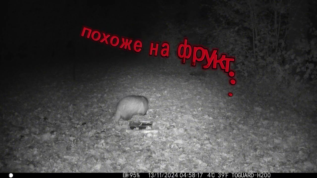 Барсук поедающий что-то...