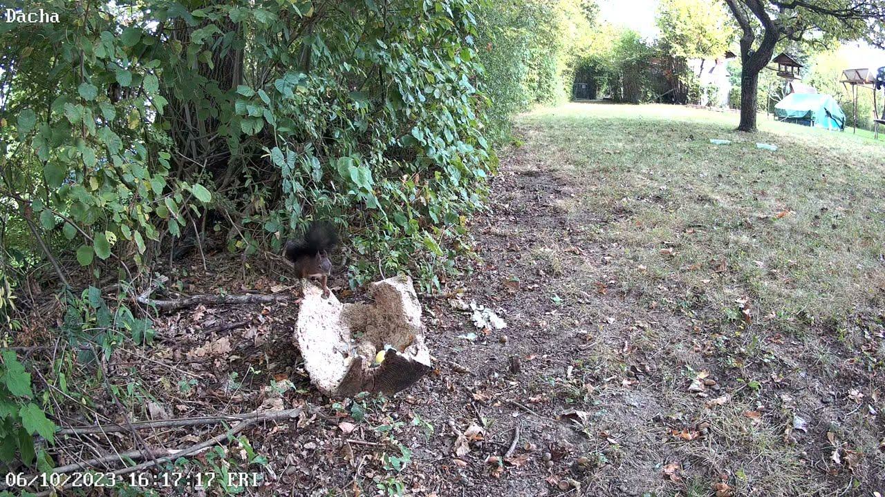 Белочка на пне