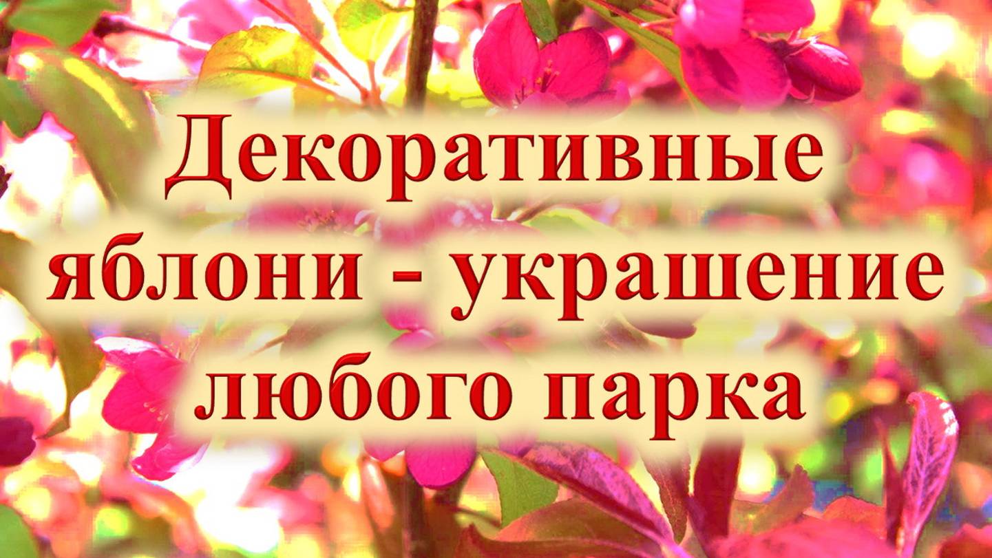 🌷 Декоративные яблони -- украшение любого парка. Презентация райских яблонь.