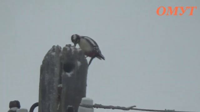 219. ДЯТЕЛ ДЕНЬ ВТОРОЙ...