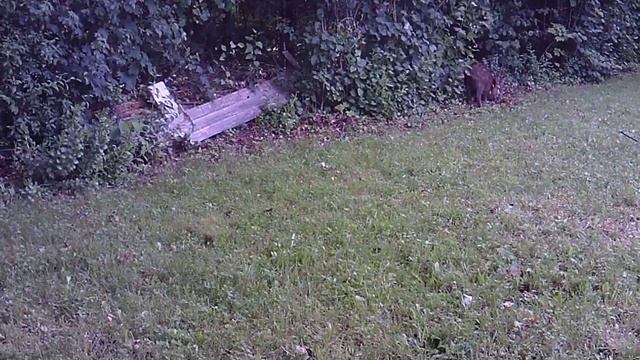 Дикие кабанчикино не в лесу...12ч.