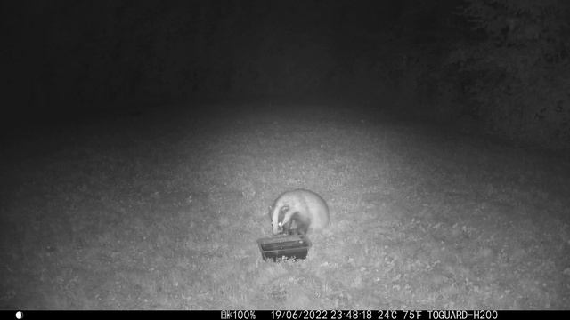 Одинокий  барсук