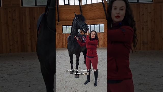 А вы знали, что такое ипповенция?