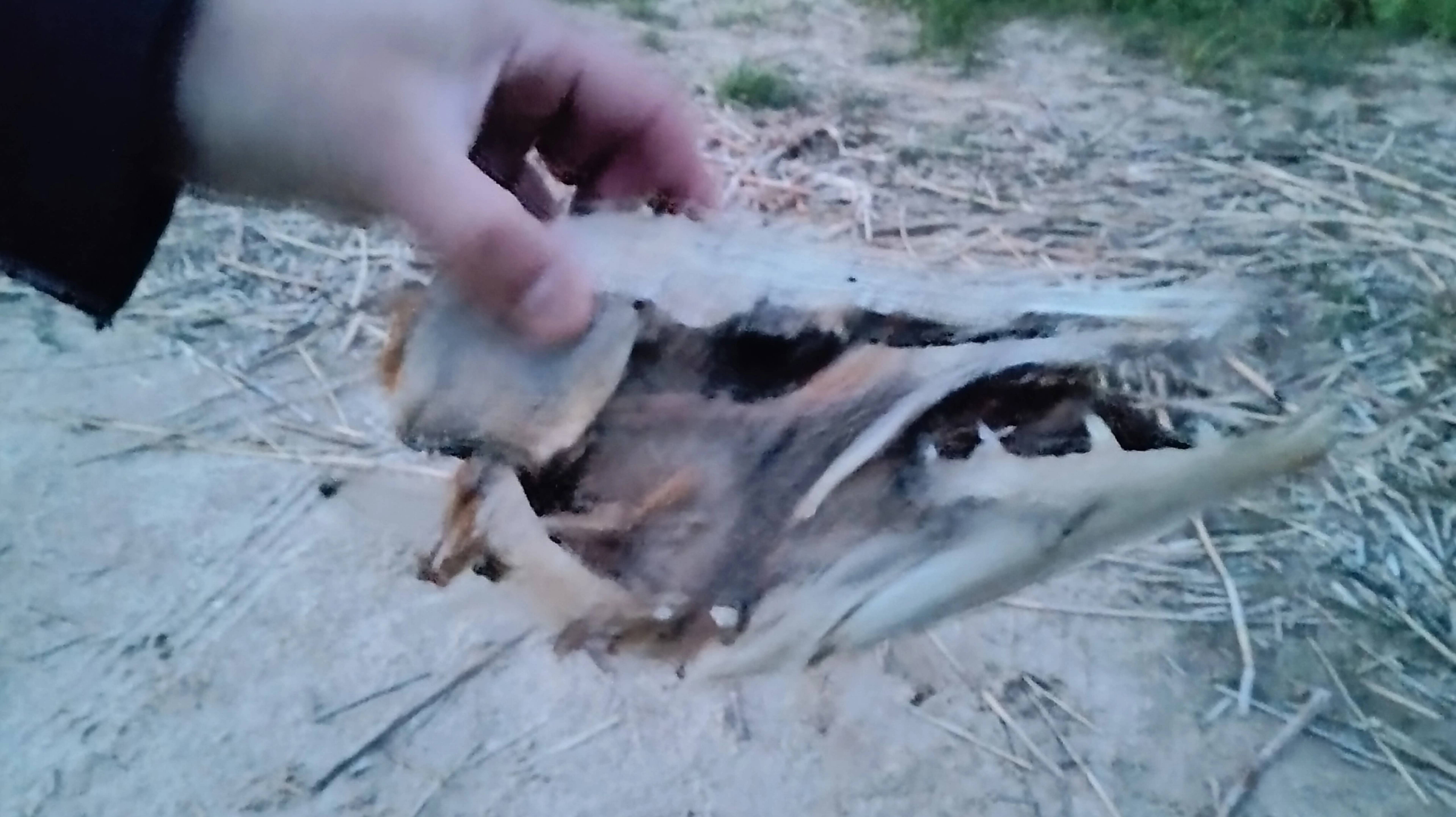 Репортаж с Чудского озера, место Ледового побоища 13 век.