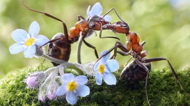 Цветы для царицы