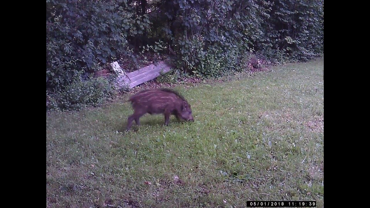 Дикие кабанчики, но не в лесу...1ч.